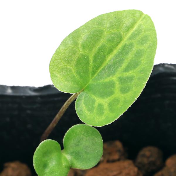 kotenplant　_gardening　育て方　育成方法　栽培方法　古典園芸　園芸　ガーデニング　山野草　盆栽　多年草　品種　種類　花　花苗　サイシン　細辛　カンアオイ　寒葵　アオイ　葵　ウマノスズクサ科　カンアオイ属　台湾産　Asar...