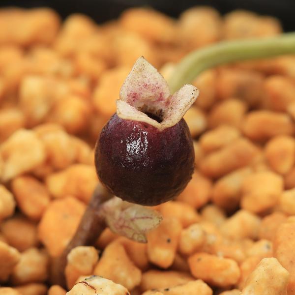 kotenplant　_gardening　育て方　育成方法　栽培方法　古典園芸　園芸　ガーデニング　山野草　盆栽　多年草　品種　種類　花　花苗　サイシン　細辛　カンアオイ　寒葵　アオイ　葵　ウマノスズクサ科　カンアオイ属　ヒメカンアオイ系...