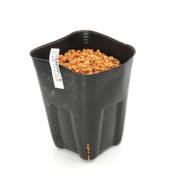 メーカー：■ kotenplant　_gardening　ガーデニング　山野草　球根　蝮草　関東蝮草　カントウマムシグサ　テンナンショウ　マムシソウ　マムシグサ　植物　植物生体　ガーデニング生体　育て方　育成方法　栽培方法　盆栽　Arisa...