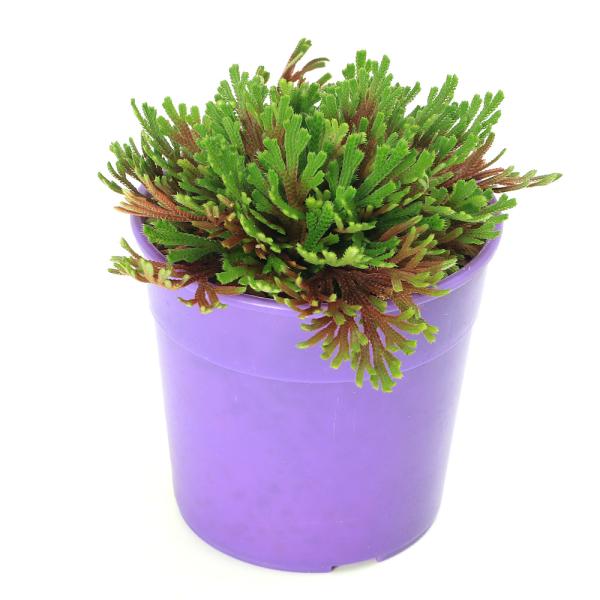 kotenplant　_gardening　観葉植物　園芸　ガーデニング　ビバリウム　テラリウム　パルダリウム　育て方　育成方法　栽培方法　草花盆栽　和盆栽　多年性　多年草　羊歯植物　シダ植物　シダ　品種　種類　イワヒバ科　Ｓｅｌａｇｉｎｅ...