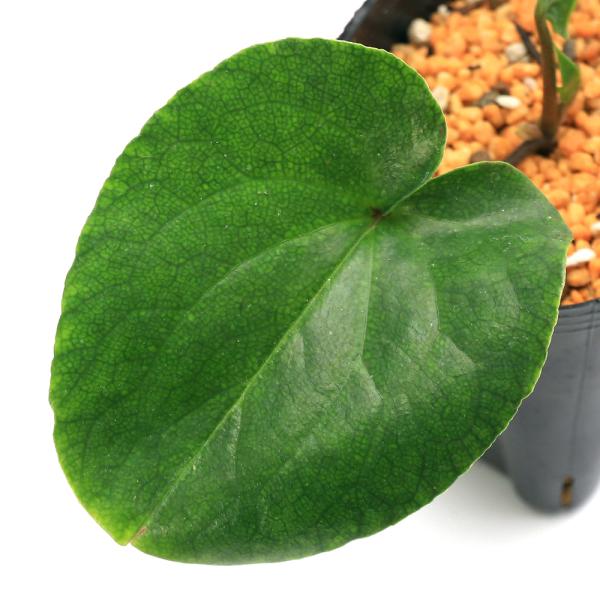 kotenplant　_gardening　育て方　育成方法　栽培方法　古典園芸　園芸　ガーデニング　山野草　盆栽　多年草　品種　種類　花　花苗　サイシン　細辛　カンアオイ　寒葵　アオイ　葵　ウマノスズクサ科　カンアオイ属　Ａｓａｒｕｍ　ｈ...