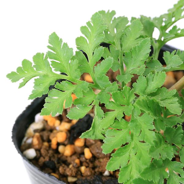 _gardening　観葉植物　園芸　ガーデニング　ビバリウム　アクアテラリウム　テラリウム　パルダリウム　シダ　学名　育て方　育成方法　栽培方法　多年性　多年草　羊歯植物　シダ植物　フユノハナワラビ　冬の花蕨　冬蕨　花蕨　日陰蕨　カゲワラ...