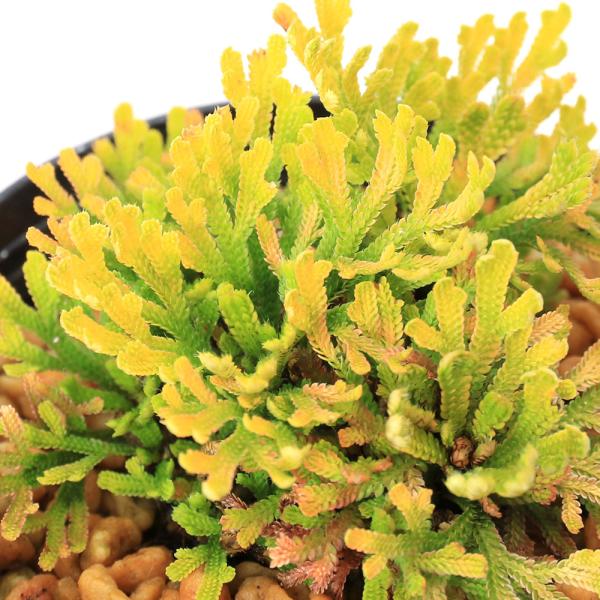 kotenplant　_gardening　観葉植物　園芸　ガーデニング　ビバリウム　テラリウム　パルダリウム　育て方　育成方法　栽培方法　草花盆栽　和盆栽　多年性　多年草　羊歯植物　シダ植物　シダ　品種　種類　イワヒバ科　Ｓｅｌａｇｉｎｅ...