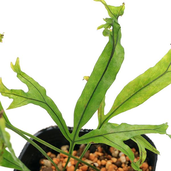 _gardening　観葉植物　園芸　ガーデニング　ビバリウム　テラリウム　パルダリウム　育て方　育成方法　栽培方法　草花盆栽　和盆栽　多年性　多年草　羊歯植物　シダ植物　シダ　品種　種類　常緑性多年草　着生植物　着生　着生シダ　着生羊歯　...