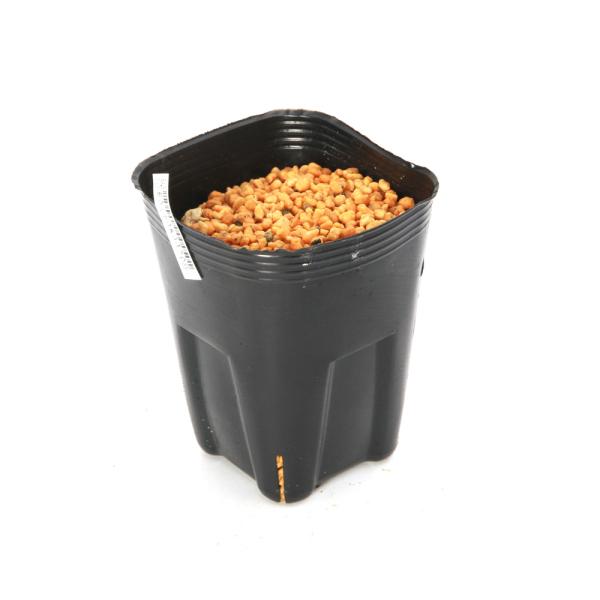 kotenplant　_gardening　ガーデニング　山野草　球根　植物　植物生体　ガーデニング生体　育て方　育成方法　栽培方法　盆栽　テンナンショウ　天南星　マムシソウ　マムシグサ　サトイモ科　Araceae　テンナンショウ属　Ａｒｉ...