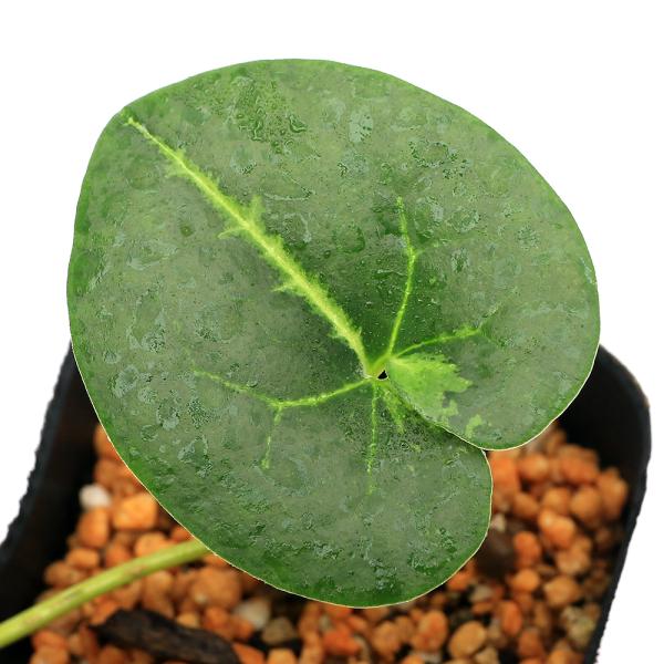 kotenplant　_gardening　育て方　育成方法　栽培方法　古典園芸　園芸　ガーデニング　山野草　盆栽　多年草　品種　種類　花　花苗　サイシン　細辛　カンアオイ　寒葵　アオイ　葵　ウマノスズクサ科　カンアオイ属　Asarum　リ...