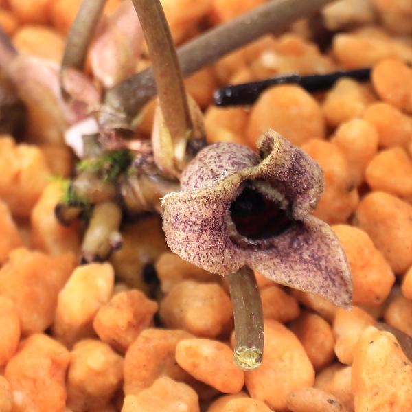 kotenplant　_gardening　sannyasou_2014　20150322　NT　gar_sanya1502　育て方　育成方法　栽培方法　古典園芸　園芸　ガーデニング　山野草　盆栽　多年草　品種　種類　花　花苗　サイシン　細...