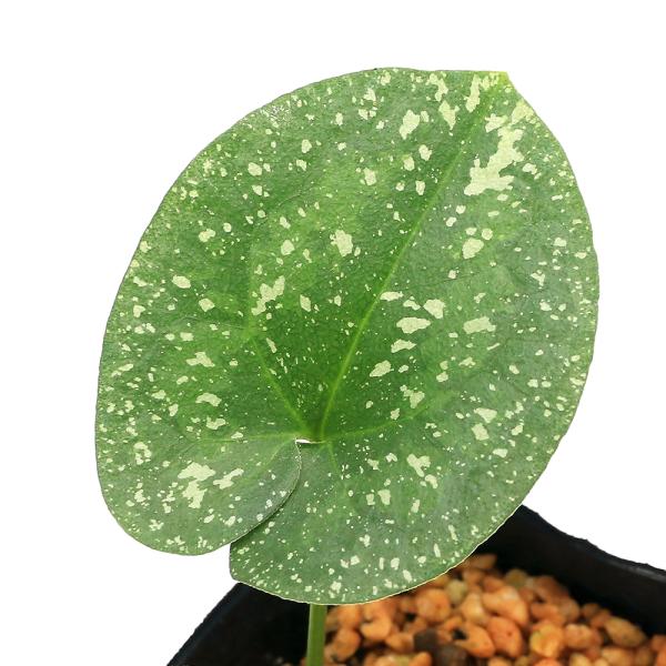 kotenplant　_gardening　育て方　育成方法　栽培方法　古典園芸　園芸　ガーデニング　山野草　盆栽　多年草　品種　種類　花　花苗　サイシン　細辛　カンアオイ　寒葵　アオイ　葵　ウマノスズクサ科　カンアオイ属　ヒメカンアオイ系...