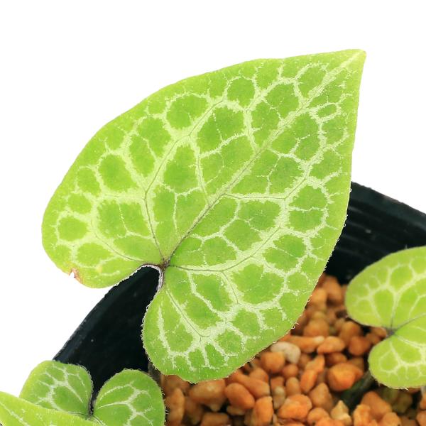 kotenplant　_gardening　育て方　育成方法　栽培方法　古典園芸　園芸　ガーデニング　山野草　盆栽　多年草　品種　種類　花　花苗　サイシン　細辛　カンアオイ　寒葵　アオイ　葵　ウマノスズクサ科　カンアオイ属　タカサゴサイシン...