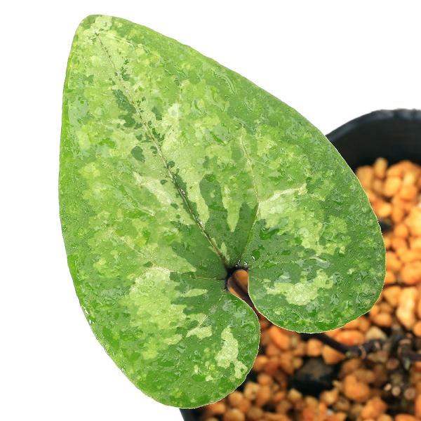 kotenplant　_gardening　育て方　育成方法　栽培方法　古典園芸　園芸　ガーデニング　山野草　盆栽　多年草　品種　種類　花　花苗　サイシン　細辛　カンアオイ　寒葵　アオイ　葵　ウマノスズクサ科　カンアオイ属　Ａｓａｒｕｍ　ｔ...