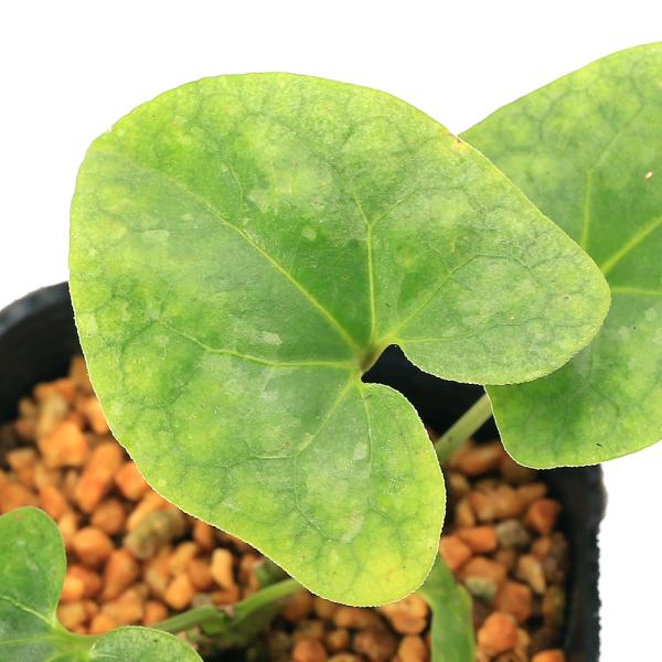 kotenplant　_gardening　育て方　育成方法　栽培方法　古典園芸　園芸　ガーデニング　山野草　盆栽　多年草　品種　種類　花　花苗　サイシン　細辛　カンアオイ　寒葵　アオイ　葵　ウマノスズクサ科　カンアオイ属　20240327...