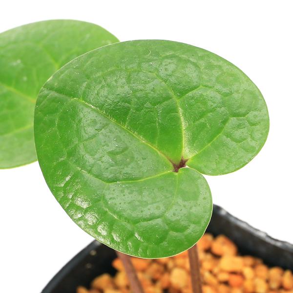 kotenplant　_gardening　育て方　育成方法　栽培方法　古典園芸　園芸　ガーデニング　山野草　盆栽　多年草　品種　種類　花　花苗　サイシン　細辛　カンアオイ　寒葵　アオイ　葵　ウマノスズクサ科　カンアオイ属　Ａｓａｒｕｍ　ｓ...