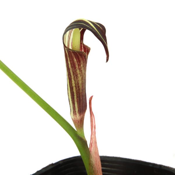 kotenplant　_gardening　ガーデニング　山野草　球根　植物　植物生体　ガーデニング生体　育て方　育成方法　栽培方法　盆栽　テンナンショウ　天南星　マムシソウ　マムシグサ　サトイモ科　Araceae　テンナンショウ属　Ａｒｉ...