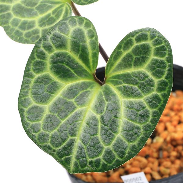 kotenplant　_gardening　育て方　育成方法　栽培方法　古典園芸　園芸　ガーデニング　山野草　盆栽　多年草　品種　種類　花　花苗　サイシン　細辛　カンアオイ　寒葵　アオイ　葵　ウマノスズクサ科　カンアオイ属　Ａｓａｒｕｍ　ｓ...