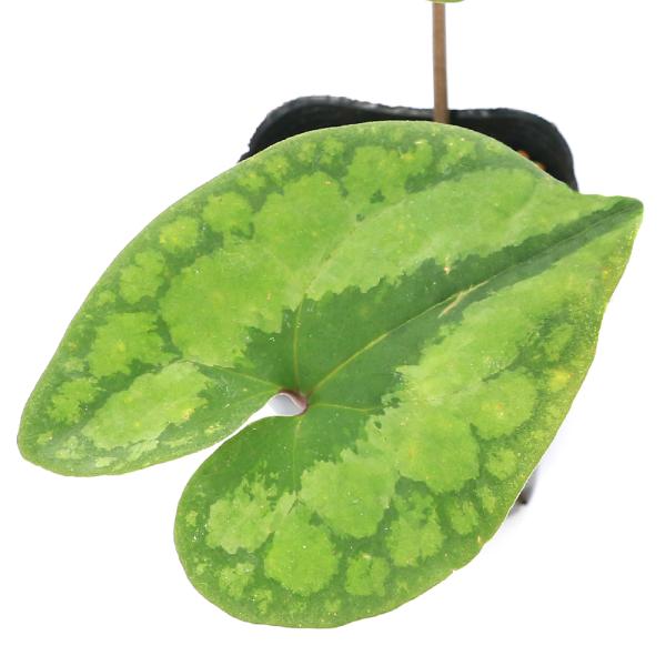 kotenplant　_gardening　育て方　育成方法　栽培方法　古典園芸　園芸　ガーデニング　山野草　盆栽　多年草　品種　種類　花　花苗　サイシン　細辛　カンアオイ　寒葵　アオイ　葵　ウマノスズクサ科　カンアオイ属　Ａｓａｒｕｍ　ｓ...