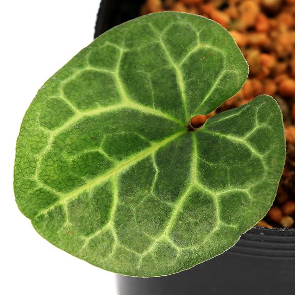 kotenplant　_gardening　育て方　育成方法　栽培方法　古典園芸　園芸　ガーデニング　山野草　盆栽　多年草　品種　種類　花　花苗　サイシン　細辛　カンアオイ　寒葵　アオイ　葵　ウマノスズクサ科　カンアオイ属　Ａｓａｒｕｍ　ｒ...