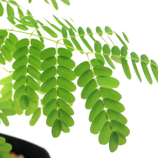 _gardening　ガーデニング　観葉植物　観葉　苗　シンボルツリー　ホウオウボク 鳳凰木 ロイヤル ポインシアナ 熱帯三大花樹　街路樹　ジャケツイバラ科　ホウオウボク属　熱帯性落葉高木　Ｒｏｙａｌ　Ｐｏｉｎｃｉａｎａ　Ｆｌａｍ　Ｔｒｅｅ...