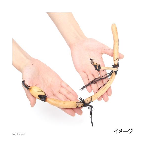 ビオトープ　ガーデニング　水辺植物　ハス　all_plants　ハス各種　育て方　育成方法　栽培方法AISHI y26m01 20260123 2026tuuki　syuuseihase