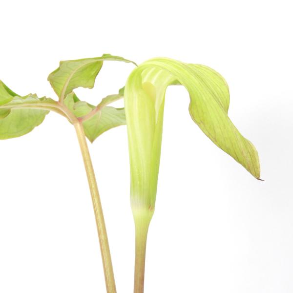 kotenplant　_gardening　ガーデニング　山野草　球根　植物　植物生体　ガーデニング生体　育て方　育成方法　栽培方法　盆栽　テンナンショウ　天南星　マムシソウ　マムシグサ　サトイモ科　Araceae　テンナンショウ属　Ａｒｉ...