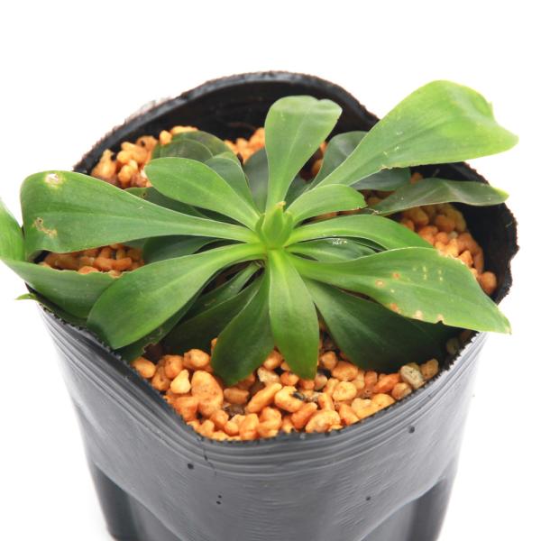 _gardening　ガーデニング　山野草　テラリウム　NT　20140205　Ｈｅｌｏｎｉｏｐｓｉｓ　ｏｒｉｅｎｔａｌｉｓ　植物　植物生体　ガーデニング生体　育て方　育成方法　栽培方法　bnr_hrgmgr　opa2_delete　ｕｍｂ...