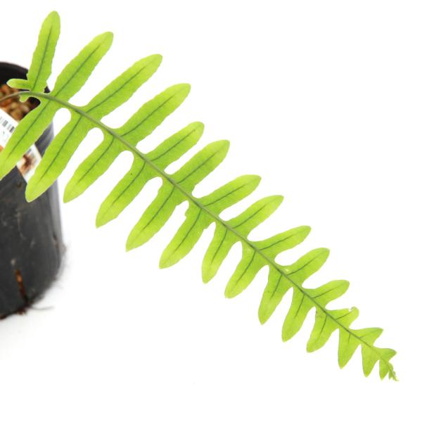 _gardening　観葉植物　園芸　ガーデニング　ビバリウム　テラリウム　パルダリウム　育て方　育成方法　栽培方法　草花盆栽　和盆栽　多年性　多年草　羊歯植物　シダ植物　シダ　ゼンマイ　薇　品種　種類　アオネカズラ　青根葛　Ｐｏｌｙｐｏｄ...