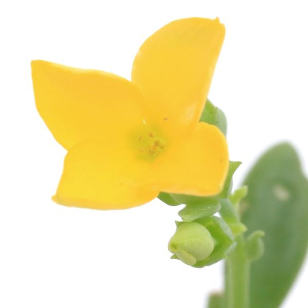 _gardening　ガーデニング　山野草　セダム　植物　植物生体　ガーデニング生体　育て方　育成方法　栽培方法　カランコエ　ガランビエンシス　ベンケイソウ科　Crassulaceae　Kalanchoe　garambiensis　AISH...