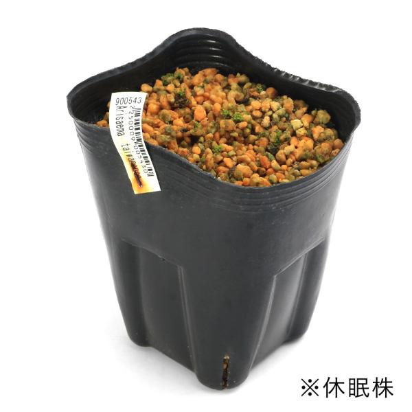 _gardening　ガーデニング　山野草　球根　植物　植物生体　ガーデニング生体　育て方　育成方法　栽培方法　盆栽　テンナンショウ　天南星　マムシソウ　マムシグサ　サトイモ科　Araceae　テンナンショウ属　Ａｒｉｓａｅｍａ　ｔａｉｗａ...