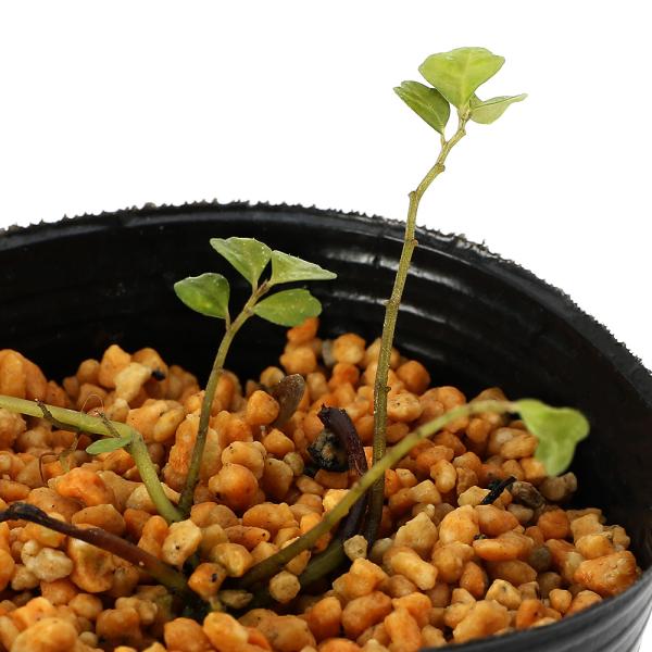 _gardening　ガーデニング　山野草　苗　植物　植物生体　育て方　育成方法　栽培方法　草花盆栽　多年草　国頭山椒蔓　Ｅｌａｔｏｓｔｅｍａ　ｓｕｚｕｋｉｉ　イラクサ科ウワバミソウ属　常緑多年草　20240729　2024kouki　NM...