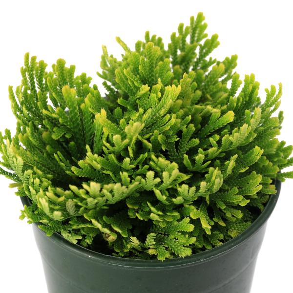 kotenplant　_gardening　観葉植物　園芸　ガーデニング　ビバリウム　テラリウム　パルダリウム　育て方　育成方法　栽培方法　草花盆栽　和盆栽　多年性　多年草　羊歯植物　シダ植物　シダ　品種　種類　イワヒバ科　Ｓｅｌａｇｉｎｅ...