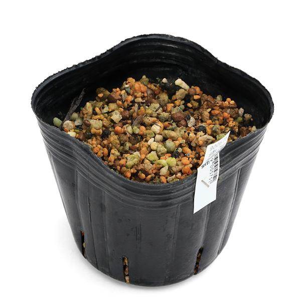 kotenplant　_gardening　ビオトープ　ガーデニング　水辺植物　その他水辺植物　両爬向き植物　山野草　植物生体　ガーデニング生体　育て方　育成方法　栽培方法ギボウシ　キジカクシ科　ギボウシ属　ホスタ属　ホスタ　コーライ　タキ...