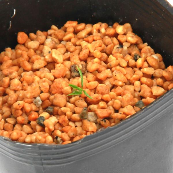 kotenplant　_gardening　ガーデニング　山野草　球根　植物　植物生体　ガーデニング生体　育て方　育成方法　栽培方法　盆栽　テンナンショウ　天南星　マムシソウ　マムシグサ　サトイモ科　テンナンショウ属　kotentennan...