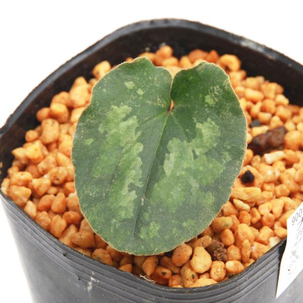 kotenplant　_gardening　育て方　育成方法　栽培方法　古典園芸　園芸　ガーデニング　山野草　盆栽　多年草　品種　種類　花　花苗　サイシン　細辛　カンアオイ　寒葵　アオイ　葵　ウマノスズクサ科　カンアオイ属　韓国産　韓国原産...