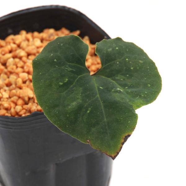 kotenplant　_gardening　育て方　育成方法　栽培方法　古典園芸　園芸　ガーデニング　山野草　盆栽　多年草　品種　種類　花　花苗　サイシン　細辛　カンアオイ　寒葵　アオイ　葵　ウマノスズクサ科　カンアオイ属　台湾産　台湾原産...