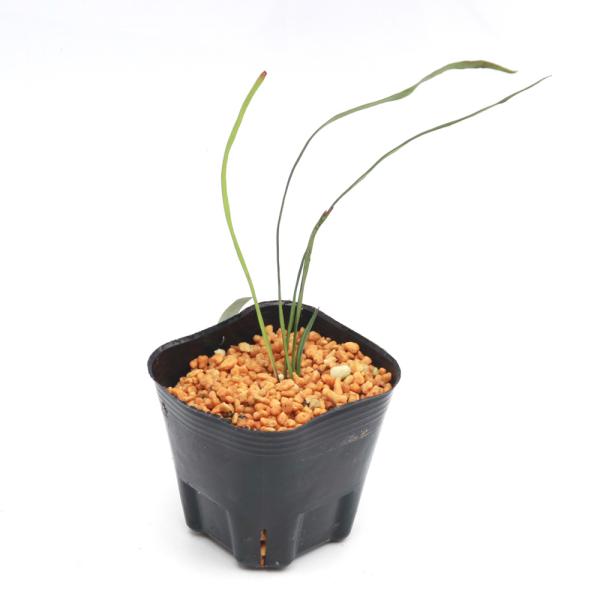 _gardening　育て方　育成方法　栽培方法　園芸　ガーデニング　山野草　盆栽　多年草　品種　種類　20241025　ＮＭＩＹＡ　ｙ24ｍ10　2024kouki　Ｈａｐｌｏｐｔｅｒｉｓ　ｅｎｓｉｆｏｒｍｉｓ　イノモトソウ科シシラン属