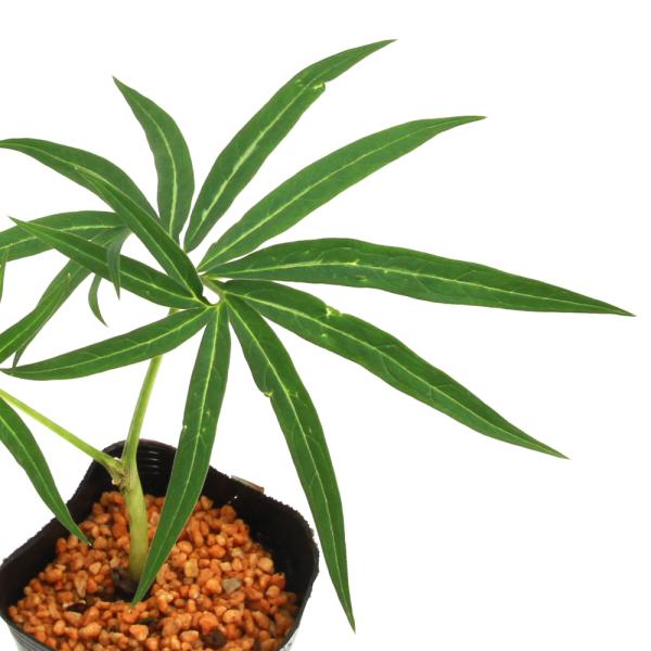 kotenplant　_gardening　ガーデニング　山野草　球根　植物　植物生体　ガーデニング生体　育て方　育成方法　栽培方法　盆栽　テンナンショウ　天南星　マムシソウ　マムシグサ　サトイモ科　Araceae　テンナンショウ属　Ａｒｉ...