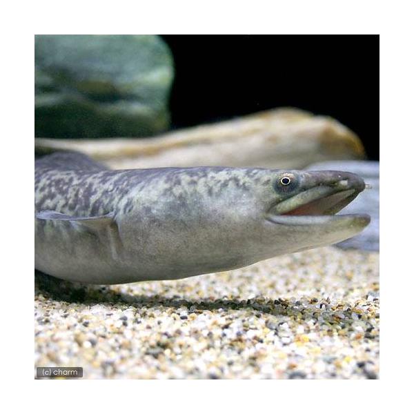 sfset　_aqua　生体　熱帯魚・エビ他　日本産淡水魚　日淡　川魚　奄美　奄美産　大ウナギ　オオウナギ　大鰻　Ａｎｇｕｉｌｌａ　ｍａｒｍｏｒｉａｔａ　20111026　ＮＡＯ　medaka1109　fish_database　nitta...