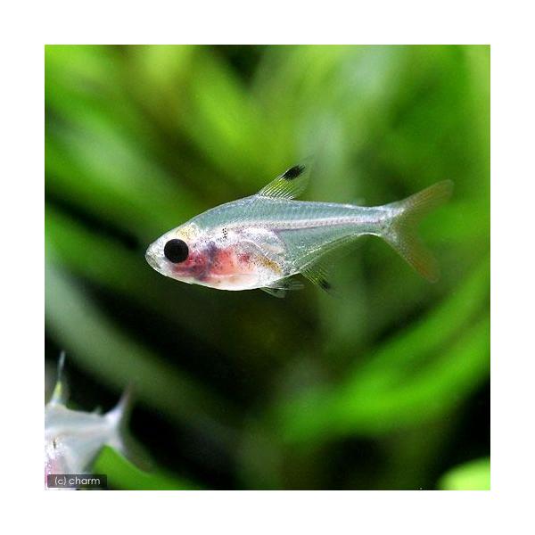 熱帯魚・エビ他　カラシン　テトラ等　南米産　小型種　パンダ・プリステラ　６匹　fish_database　ビギナーにオススメ　Ｐｒｉｓｔｅｌｌａ　ｍａｘｉｌｌａｒｉｓ　ｖａｒ．　20110911　MS　kaijyo　rkyftp2_10_t...