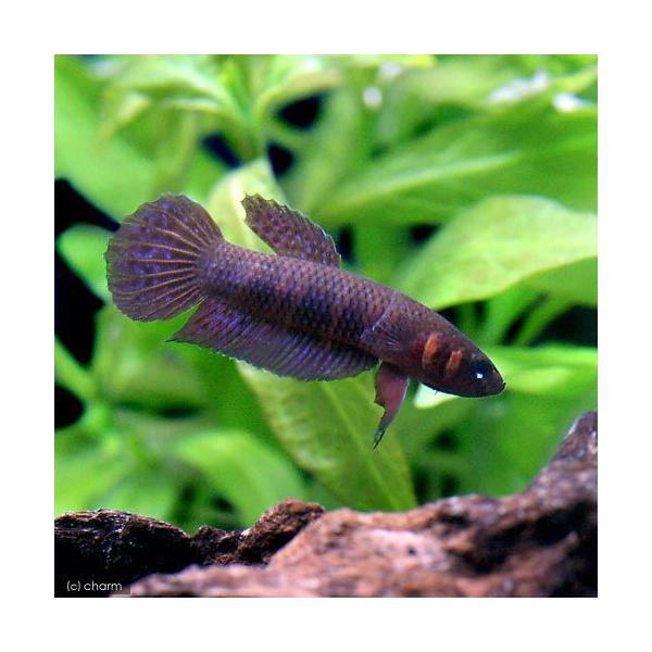 PF_SPQ　_aqua　fish_database　熱帯魚・エビ他　ベタ・グラミー・アナバス　ワイルドベタ　ワイルド　１ペア　ベタ・グラミー　ベタ　Ｂｅｔｔａ　ｈｅｎｄｒａ　ｓｐ．　Ｐａｌａｎｇｋａｒａｙａ　Ｓｅｎｇａｌａｎｇ　Sangg...