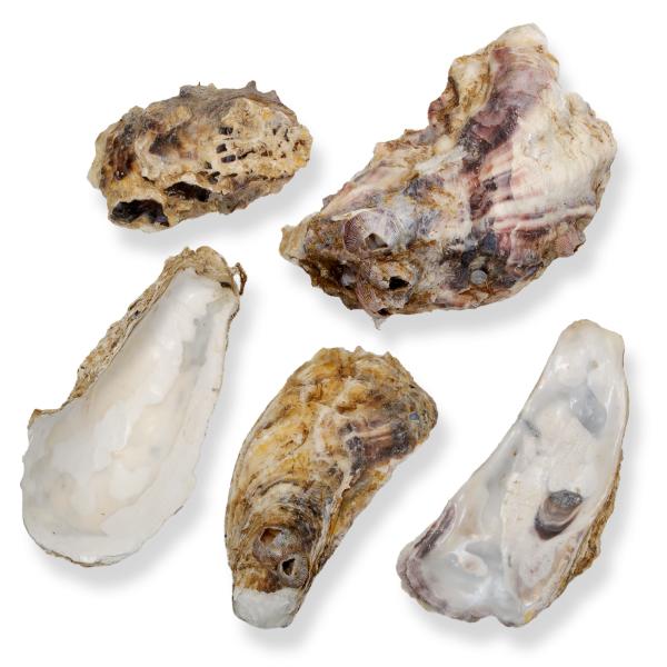 メーカー：(株)リーフ Leaf Corp アクアリウム用品　hwlist　金魚飼育用　器具　ろ材　金魚用カキガラ　カキガラ　ボレー　ボレー粉　カキ殻　牡蠣殻　hw1fnslist　pH上昇　ペーハー上昇　ペーハー上げる　GH上昇　総硬度上...