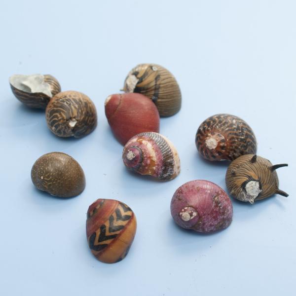 4582645945305　アクアリウム用品　_animal　_interior　_insect　アクア用品　水槽用アクセサリ　貝殻　やどかりのかいがら　おまかせ　１０個入り　かいがら　ヤドカリ　m_hermit　貝殻902　oka_yad...