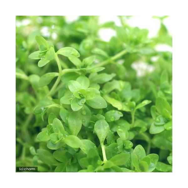 熱帯魚　水草　中景草　横に広がる　all_plants　水上葉　20100601　wp_kywrd　20101224　YS　mizukusa_n_0729　seitai0729　wptop2_190828