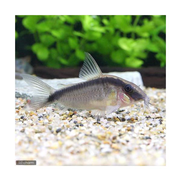 熱帯魚・エビ他　コリドラス　ショートノーズ　コリドラス・アークアタス　ワイルド　３匹　ビギナーにオススメ　アークアトゥス　アルクアートゥス　グランティ　Ｈｏｐｌｉｓｏｍａ　Ｃｏｒｙｄｏｒａｓ　ｇｒａｎｔｉ　ａｒｃｕａｔｕｓ　Ｃ２０　Ｃ０２０...