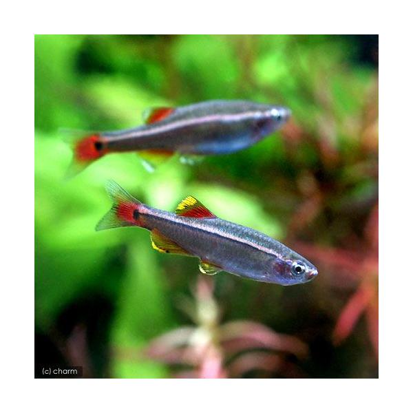 生き餌　えさ　アロワナ　bait_minnow　熱帯魚・エビ他　コイ　ラスボラ等　種類で選ぶ　アカヒレ系　生餌　アカヒレ　100匹　小型種　otonagai^ooguti　Tanichthys　albonubes　ホワイトクラウドマウンテン...