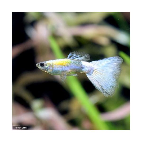 PF_SPQ　熱帯魚・エビ他　グッピー　ノーマル系　プラチナアメリカンホワイト・グッピー　国産ブリード　１ペア　fish_database　プラチナＵＳＡホワイトテール　20110817　ＹＩ　kokusan_guppy　201312gup...