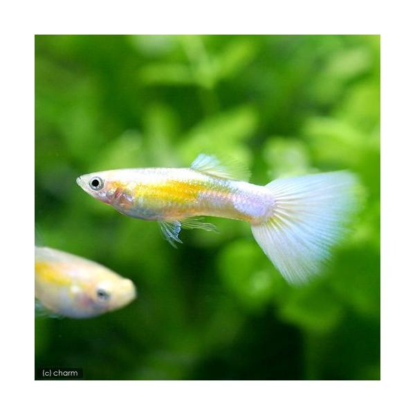 PF_SPQ　熱帯魚・エビ他　グッピー　系統で選ぶ　ゴールデン系　ゴールデンプラチナアメリカンホワイト・グッピー　国産ブリード　１ペア　fish_database　kokusan_guppy　20110817　ＹＩ　p10gupy13020...