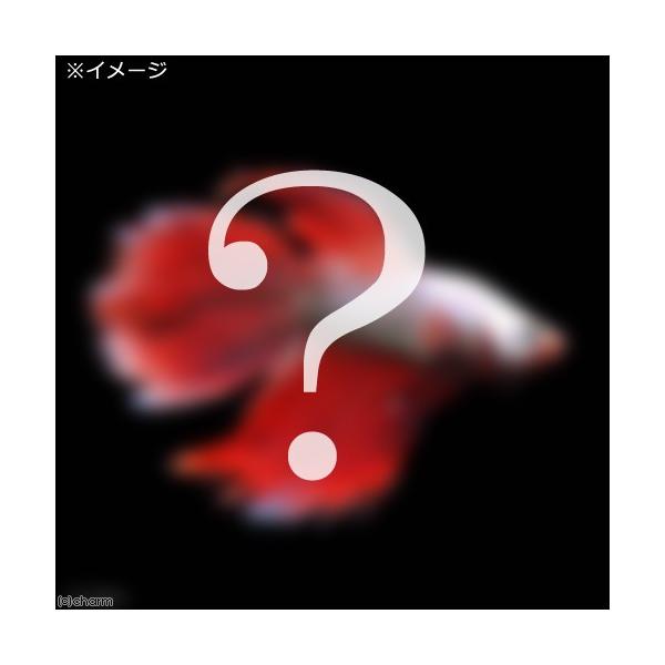 PF_SPQ　熱帯魚・エビ他　ベタ・グラミー・アナバス　改良ベタ　トラディショナル　ベタ・トラディショナル　メタリカミックス　メタリカ　　オス　１匹　並ベタ　fish_database　Ｂｅｔｔａ　ｓｐｌｅｎｄｅｎｓ　ｖａｒ．　ベタ・グラミ...