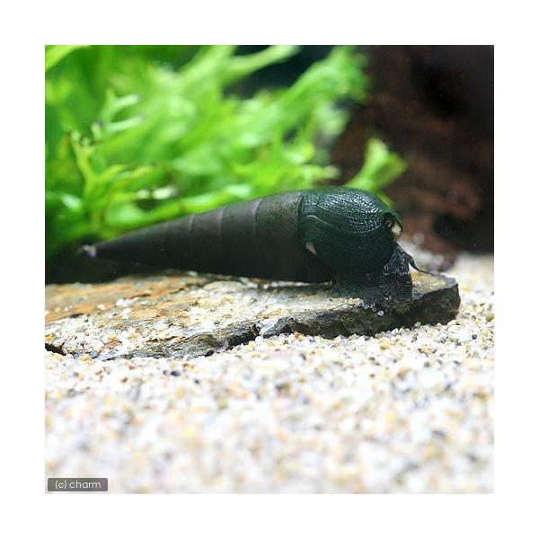 PF_SPQ　_aqua　熱帯魚・エビ他　貝タニシ・カワニナ　ブラックデビルスパイク・スネール　１匹　fish_database　Ｆａｕｎｕｓ　ａｔｅｒ　ソデカワニナ　デビルスネール　20111010　MS　ファウヌスアタースネール　tct...