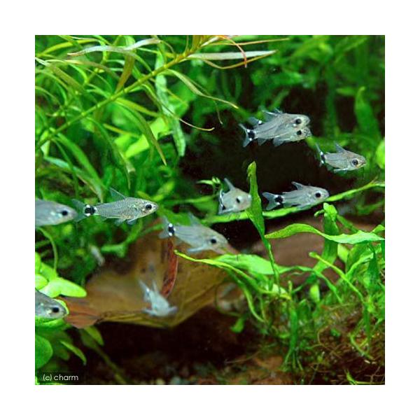 熱帯魚・エビ他　コリドラス　ミニコリ系　コリドラスハステータス　ちびコリ　群泳　８匹　ショートノーズ　小型水槽用小型ナマズ　Ｇａｓｔｒｏｄｅｒｍｕｓ　Ｃｏｒｙｄｏｒａs　ｈａsｔａｔｕs　動画淡水生体　動画　映像　ムービー　20111017...