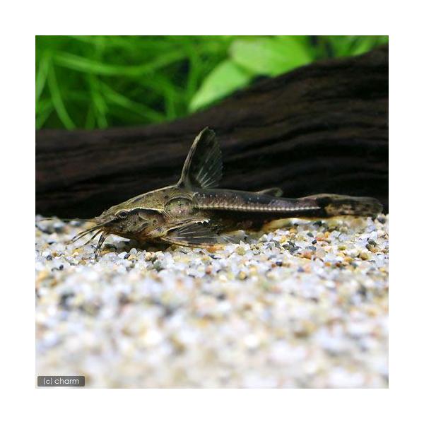 PF_SPQ　_aqua　熱帯魚・エビ他　ナマズの仲間　ハンコッキー・トーキングキャット　１匹　fish_database　その他の熱帯魚　Ａｍｂｌｙｄｏｒａｓ　ｈａｎｃｏｃｋｉｉ　Ａｎａｄｏｒａｓ　20110901　MS　kaijyo　M...