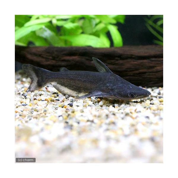 PF_SPQ　熱帯魚・エビ他　ナマズの仲間　ドワーフドルフィンキャット　ブラックドルフィンキャット　１匹　fish_database　Ａｇｅｎｅｉｏｓｕｓ　ａｔｒｏｎａｓｕｓ　20110901　MS　MS0106　kaijyo　fishto...